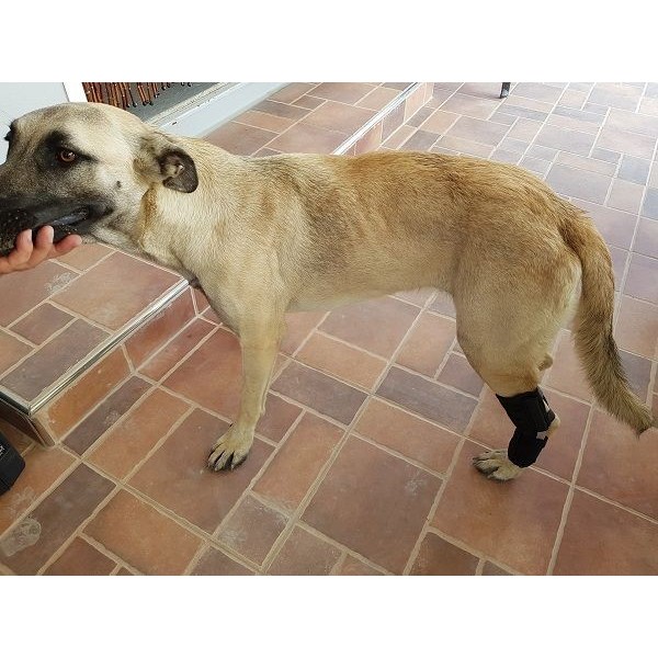 Tarsal Protector with Splint for Dogs - Canine Orthopaedics