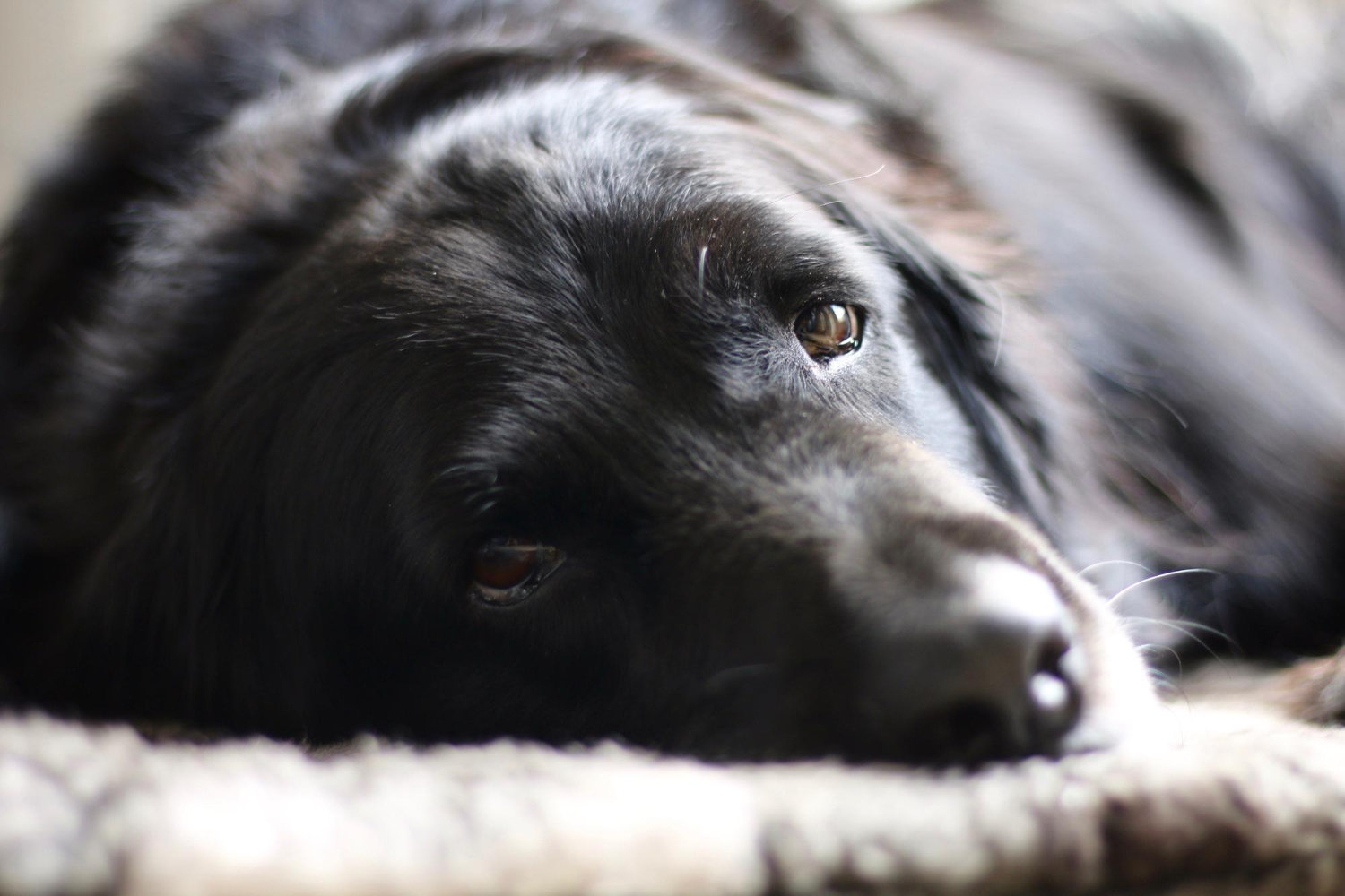 El secreto para identificar el dolor en perros 2026